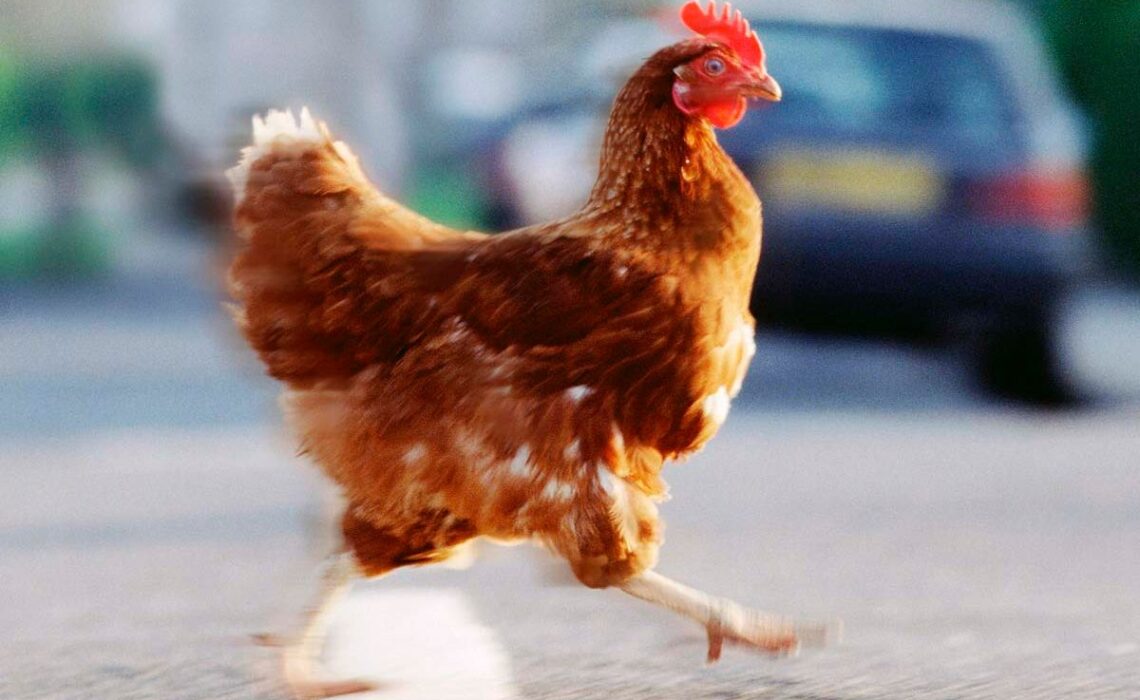 Why The Chicken Crossed The Road! – Emmy Em