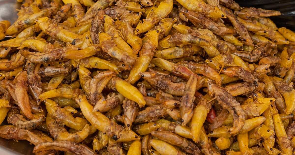 Uganda’s Grasshopper Cult! – Emmy Em